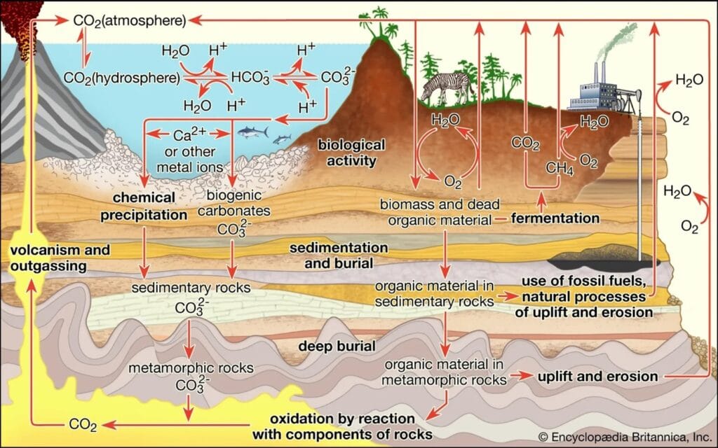 Nutrient Cycle Explained: Types, Steps & Environmental Impact