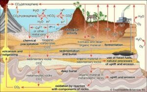 Nutrient Cycle Explained: Types, Steps & Environmental Impact