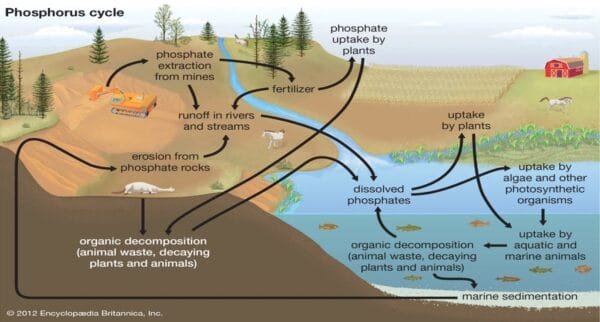 Nutrient Cycle Explained: Types, Steps & Environmental Impact
