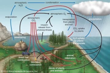 Nutrient Cycle Explained: Types, Steps & Environmental Impact