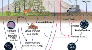 Nutrient Cycle Explained: Types, Steps & Environmental Impact