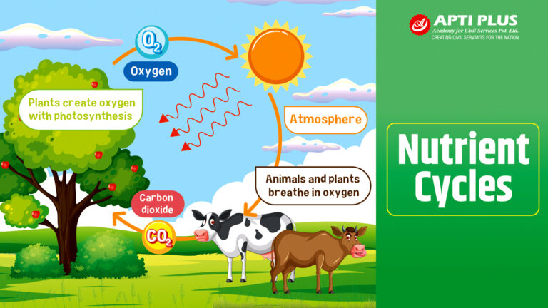 Nutrient Cycle Explained: Types, Steps & Environmental Impact
